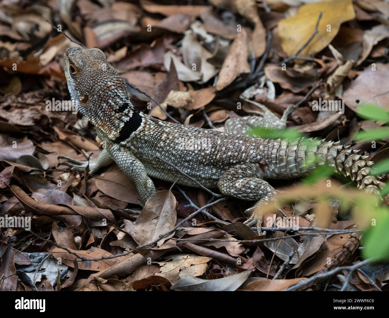 Cuvier's Madagascar swift, Oplurus cuvieri, Ankarafantsika National ...