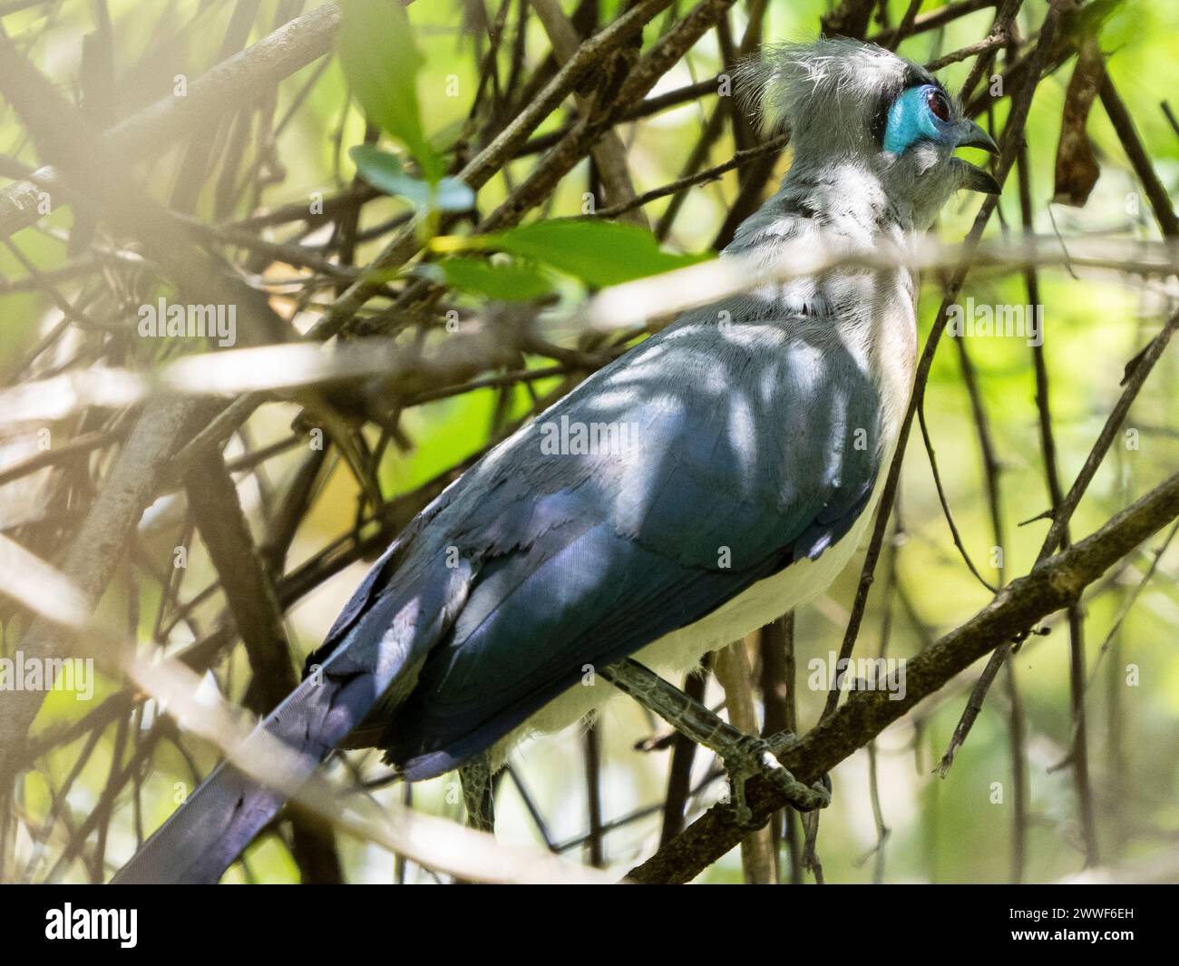 Crested coua, Coua cristata, Ankarafantsika National Park, Madagascar ...
