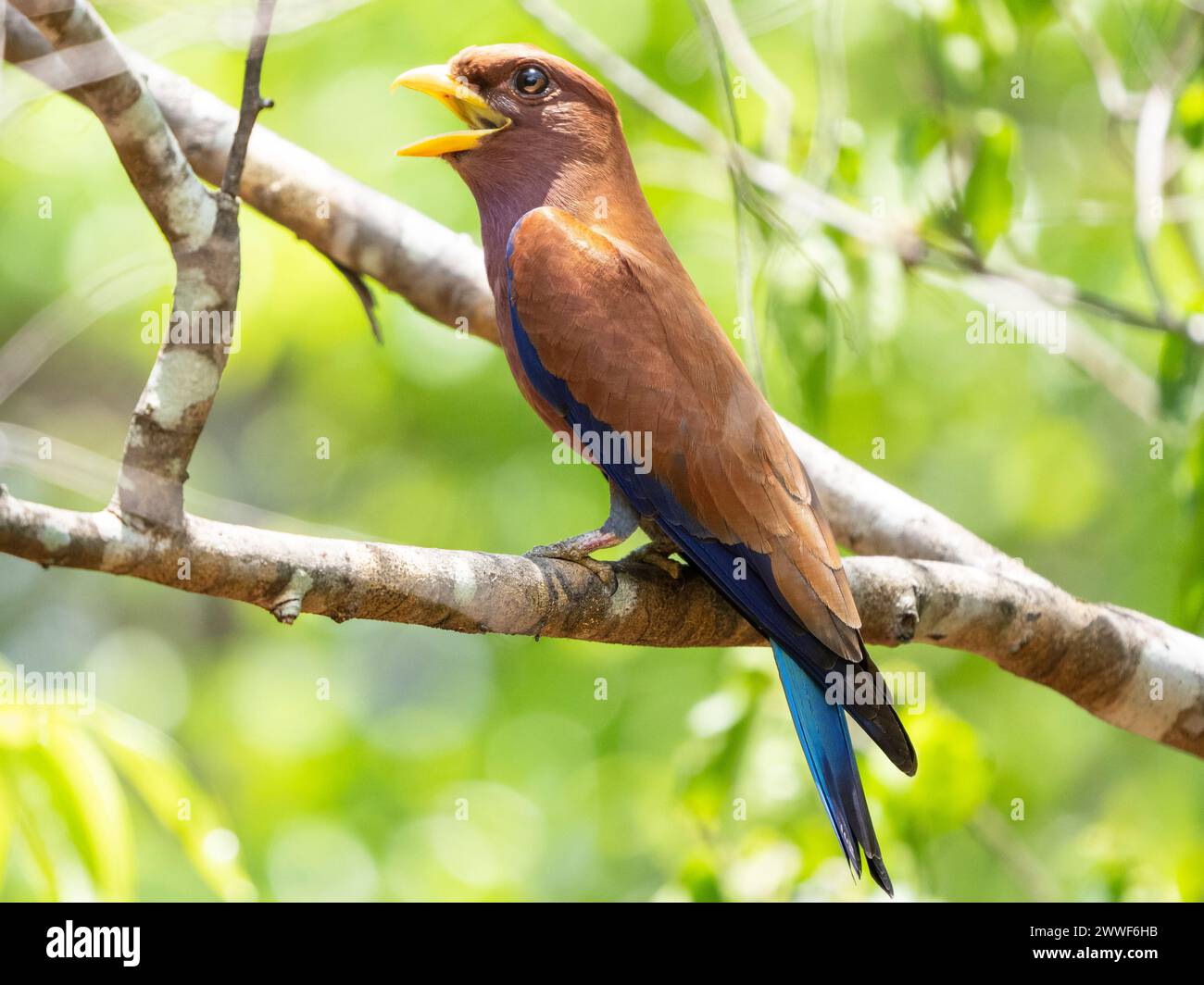 Broad-billed roller, Eurystomus glaucurus, Ankarafantsika National Park ...