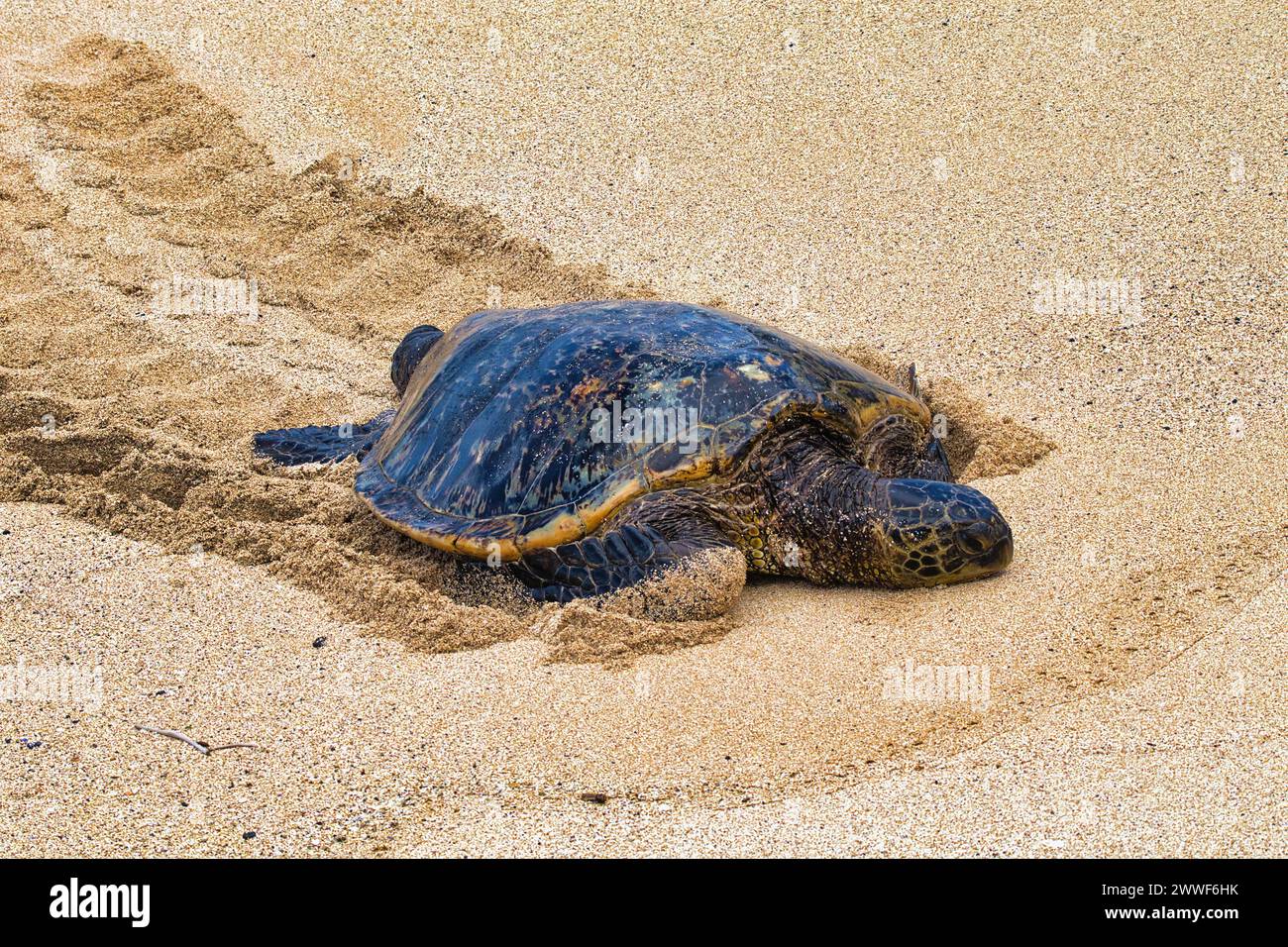 Green turtle species hi-res stock photography and images - Alamy
