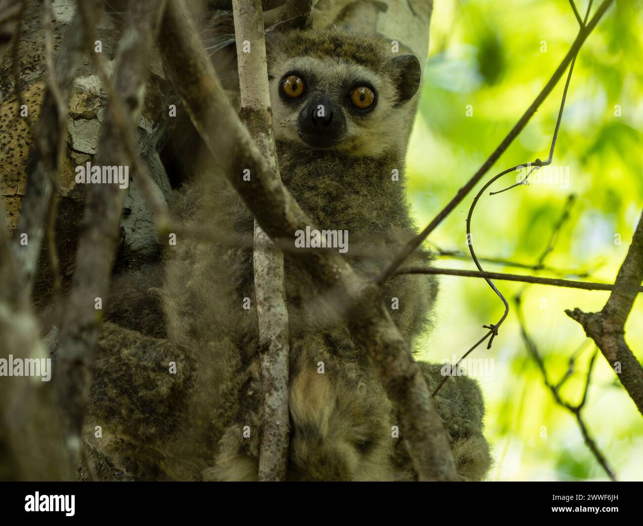 Western woolly lemur, Avahi occidentalis, Ankarafantsika National Park ...