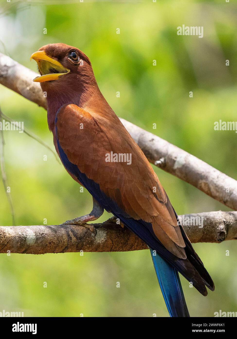 Parque nacional ankarafantsika hi-res stock photography and images - Alamy