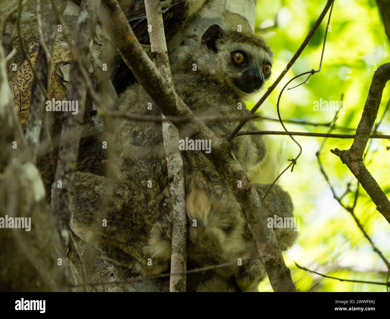 Western woolly lemur, Avahi occidentalis, Ankarafantsika National Park ...