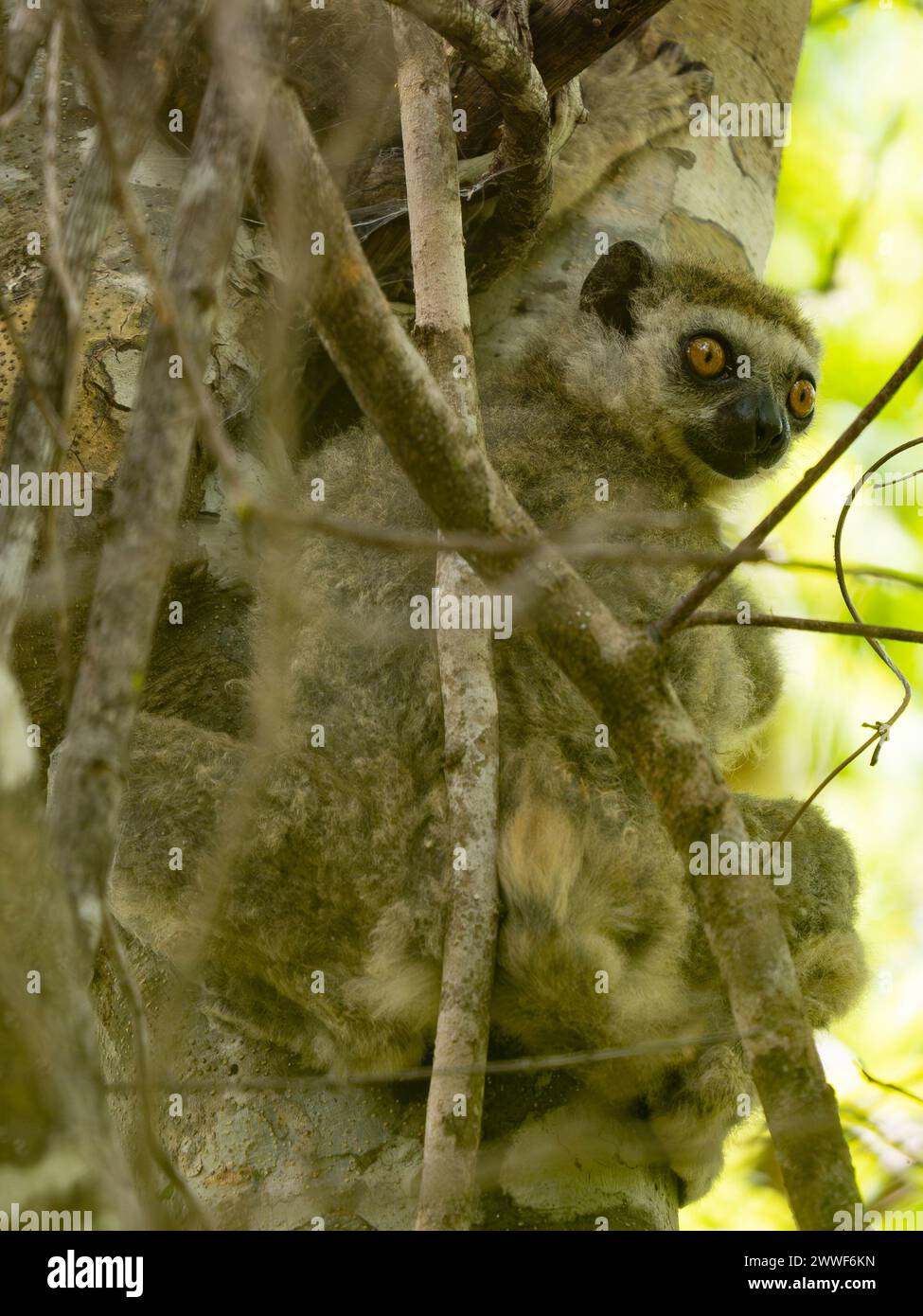 Western woolly lemur, Avahi occidentalis, Ankarafantsika National Park ...