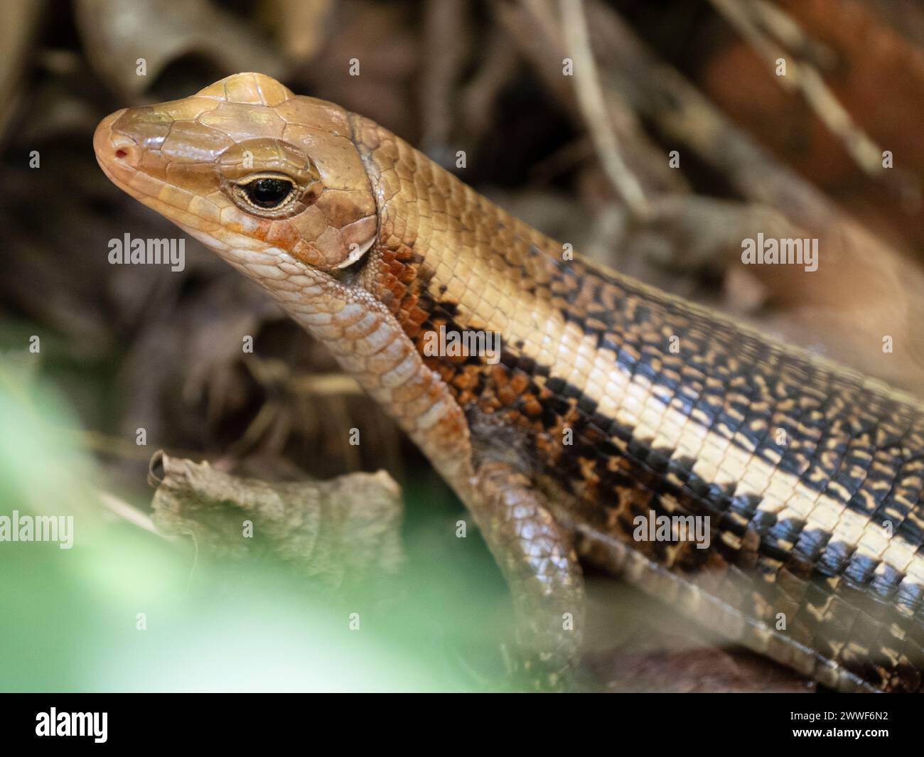 Western girdled lizard, Zonosaurus laticaudatus, Ankarafantsika ...