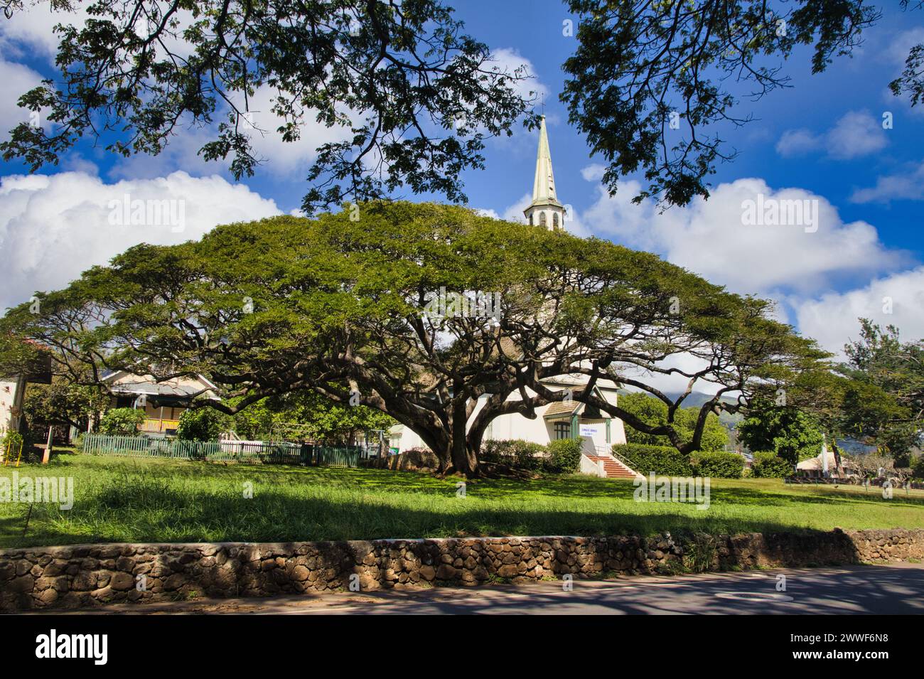 Monkeypod tree hi-res stock photography and images - Alamy