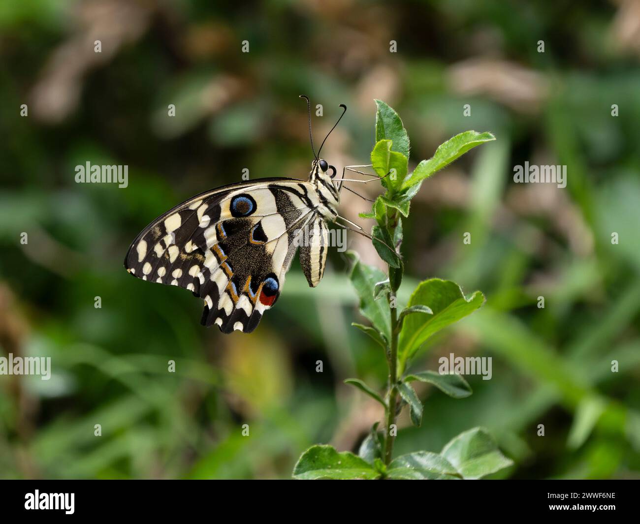 Citrus swallowtail, Papilio demodocus, Ankarafantsika National Park ...