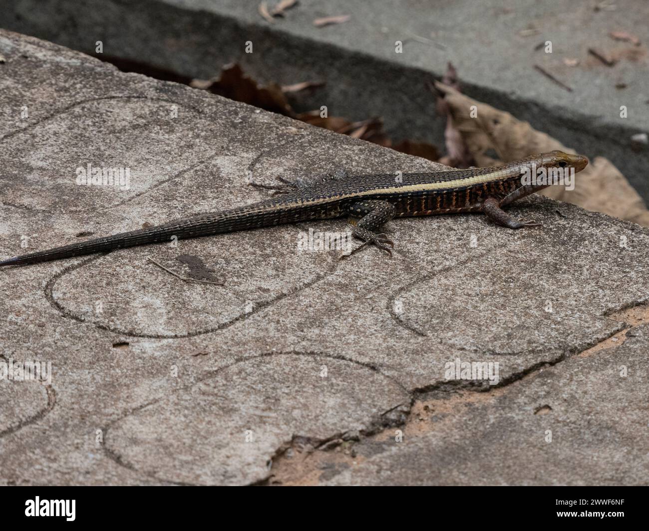 Western girdled lizard, Zonosaurus laticaudatus, Ankarafantsika ...