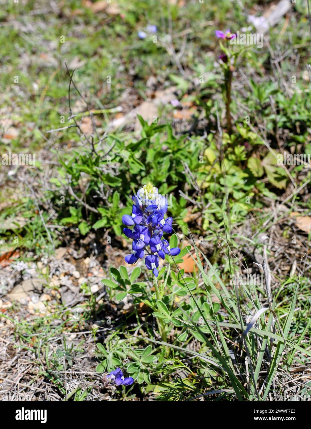 Bluebonnets along the Willow City Loop in the Texas Hill country Stock ...