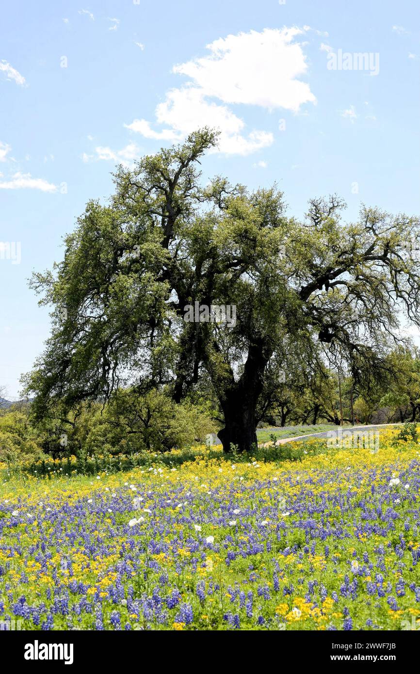 Bluebonnets along the Willow City Loop in the Texas Hill country Stock ...