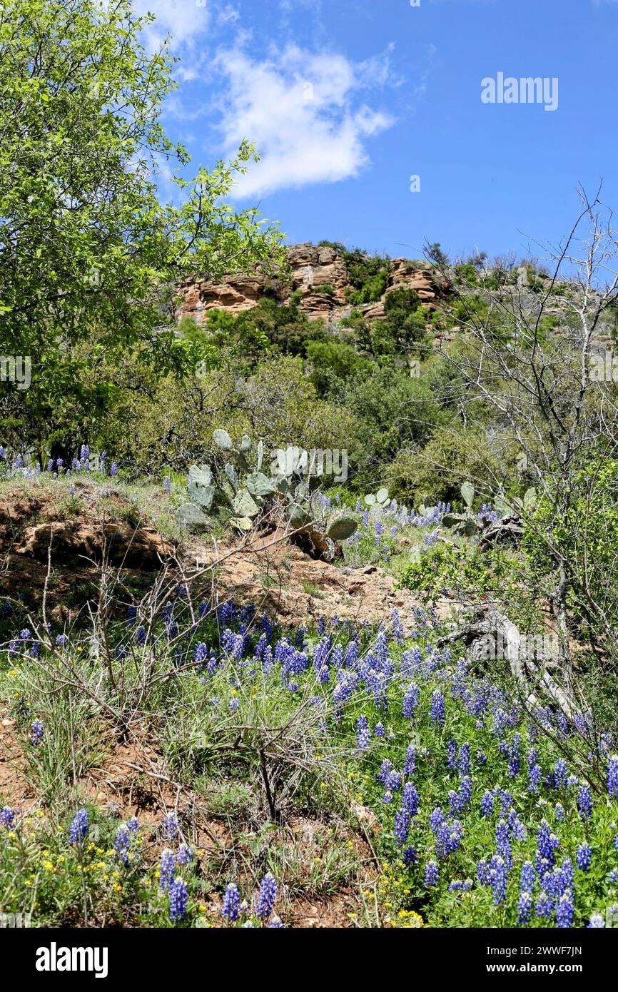 Bluebonnets along the Willow City Loop in the Texas Hill country Stock ...