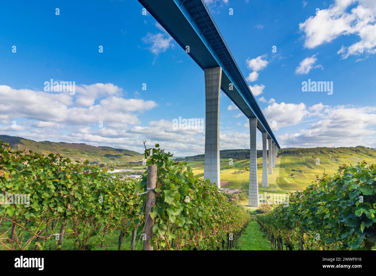 Hochmoselbrücke High Moselle Bridge, river Mosel Moselle, vineyard ...