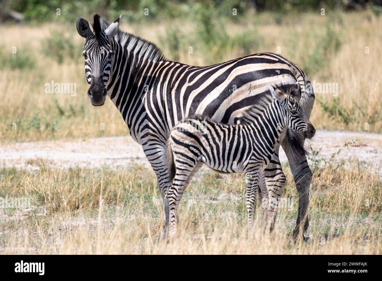 Mother and calf zebra in Botswana, Africa Stock Photo - Alamy