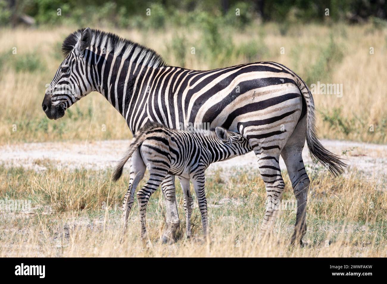 Calf zebra hi-res stock photography and images - Alamy