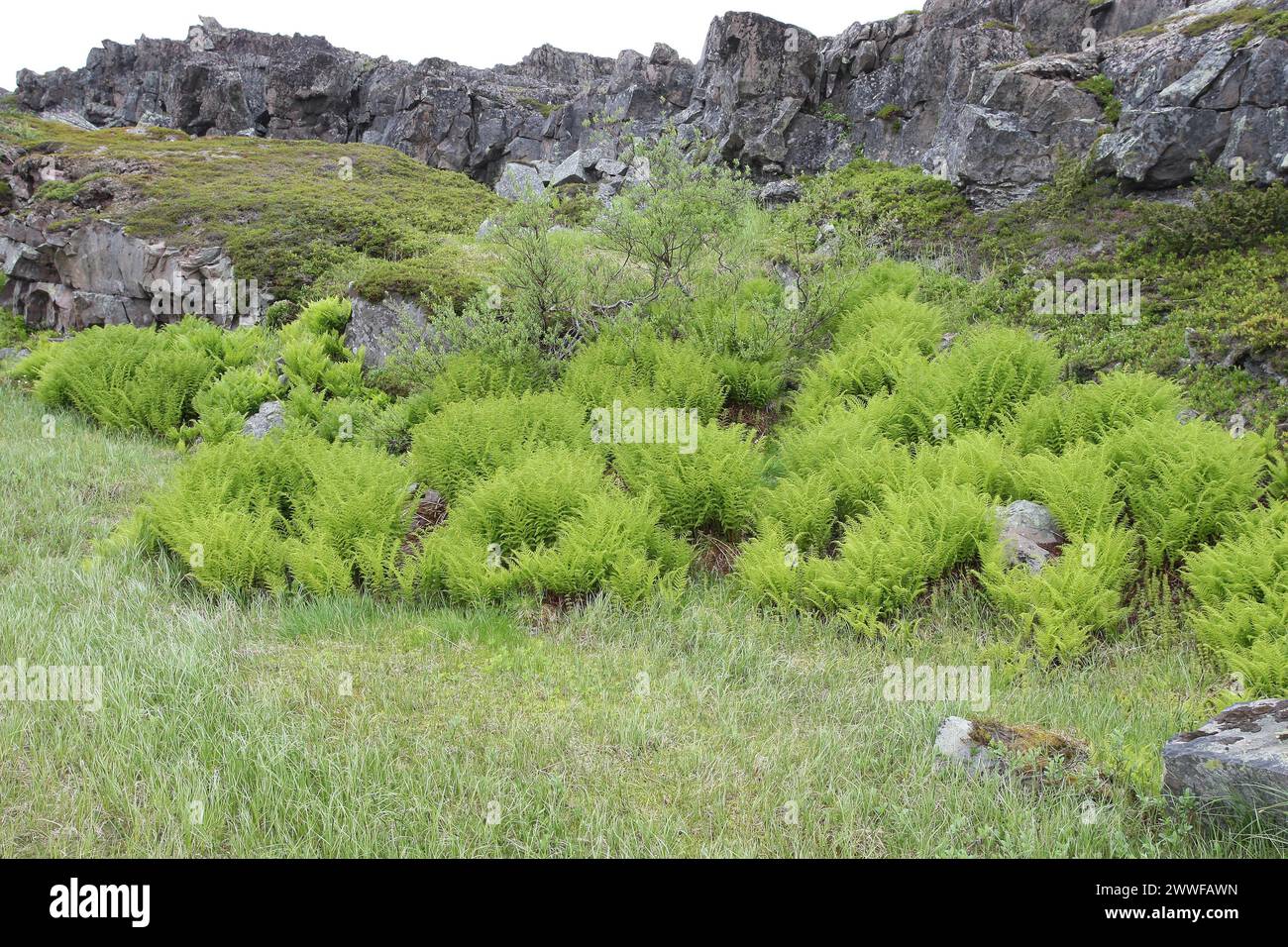 Fern (Tracheophyla) in the tundra on the coastal road to Hamningberg on ...