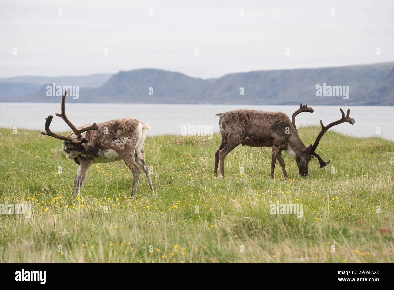Reindeer (Rangifer tarandus) on the shores of the Barents Sea, Lapland ...