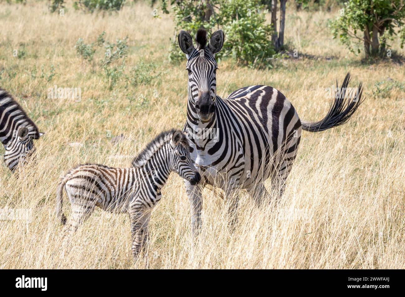 Mother and calf zebra in Botswana, Africa Stock Photo - Alamy