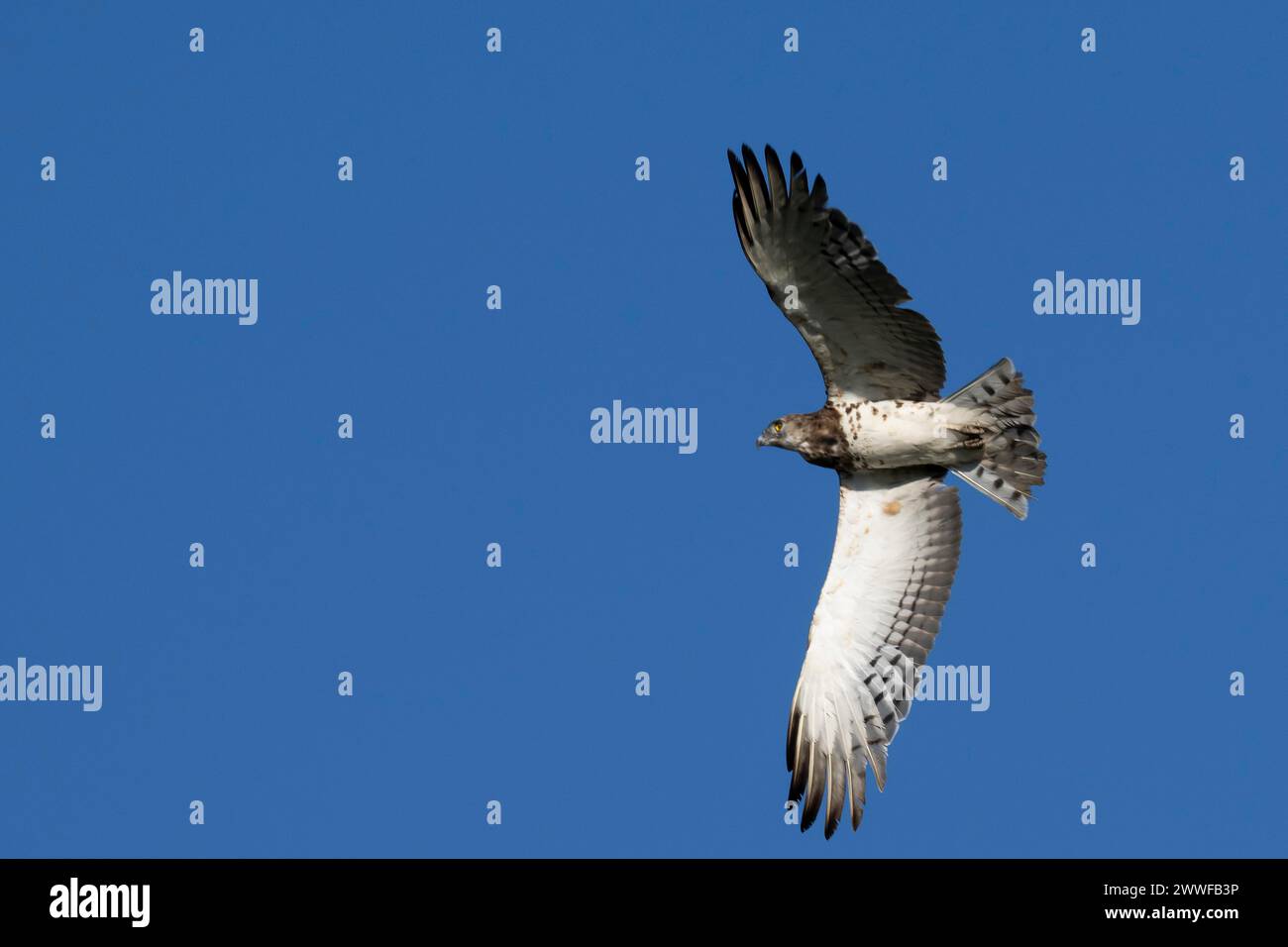 Black-chested snake eagle (Circaetus pectoralis), Mziki Private Game Reserve, North West ...