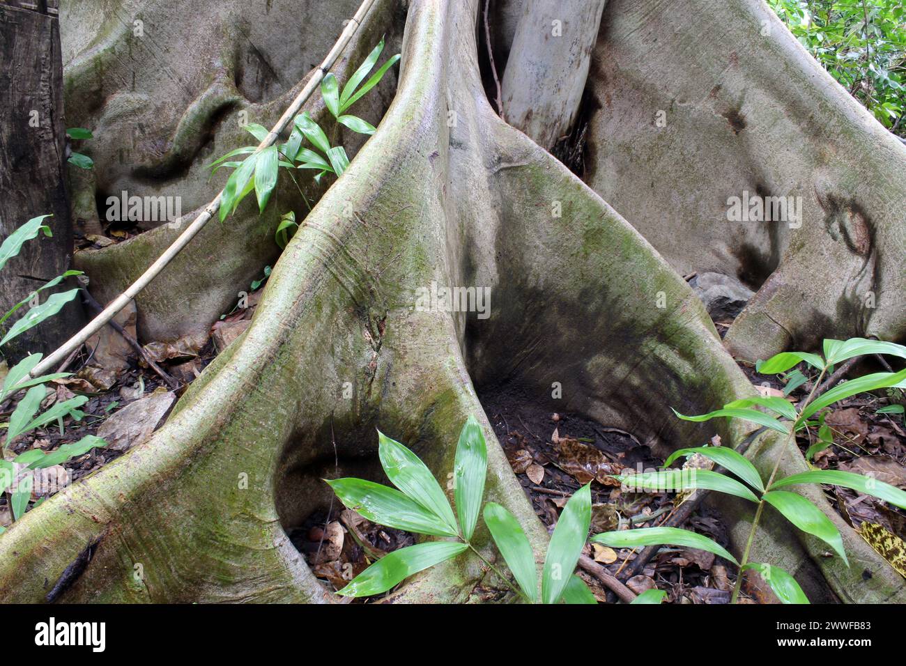 Fig tree in forest hi-res stock photography and images - Alamy