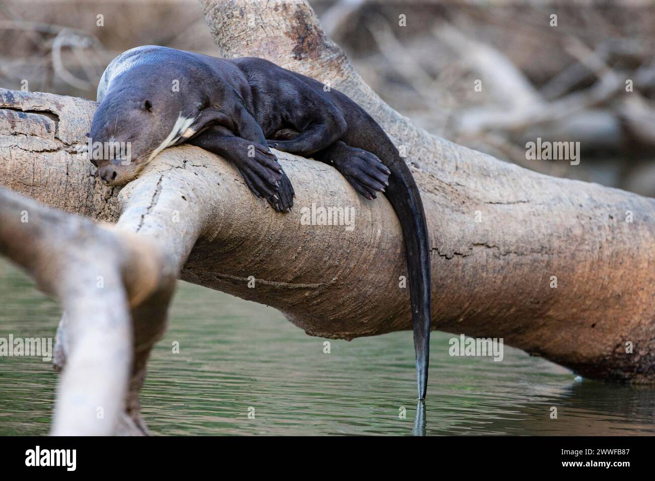 Giant otter (Pteronura brasiliensis) Pantanal Brazil Stock Photo - Alamy