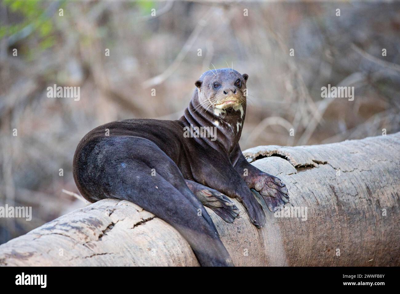 Giant otter (Pteronura brasiliensis) Pantanal Brazil Stock Photo - Alamy