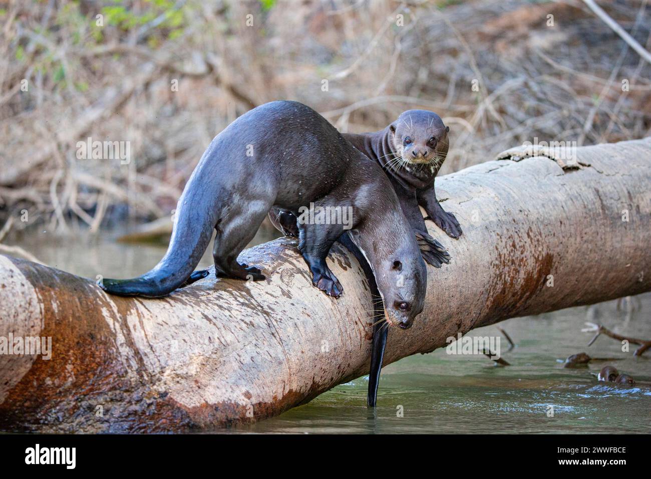 Giant otter (Pteronura brasiliensis) Pantanal Brazil Stock Photo - Alamy