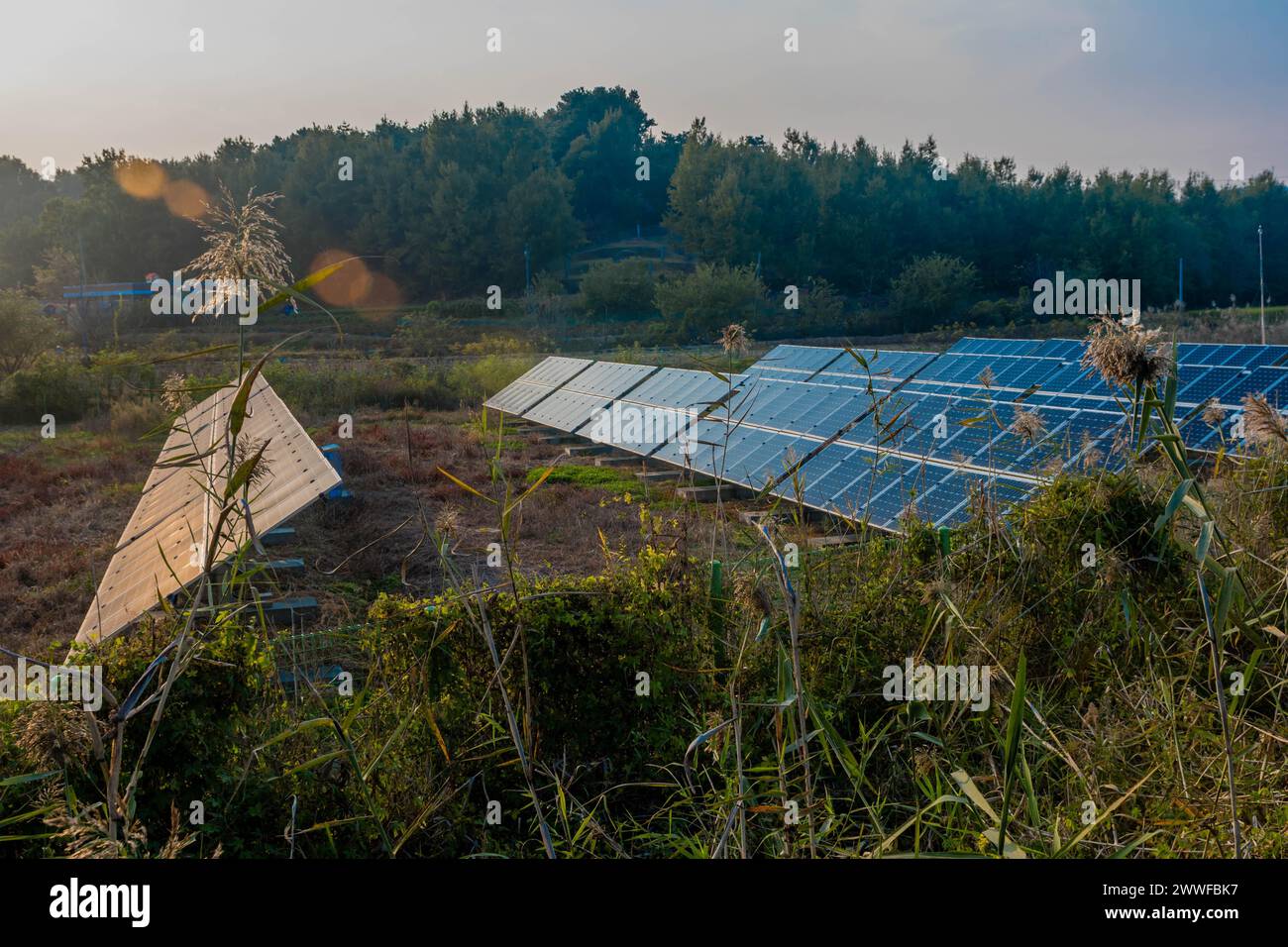 Rows of solar panels installed in rural field with evergreen trees in ...