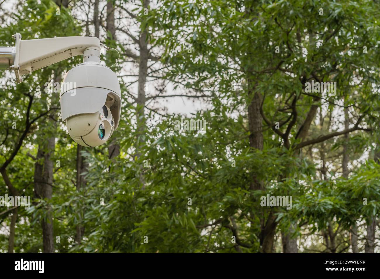 Surveillance camera in woodland public park with trees in background in ...