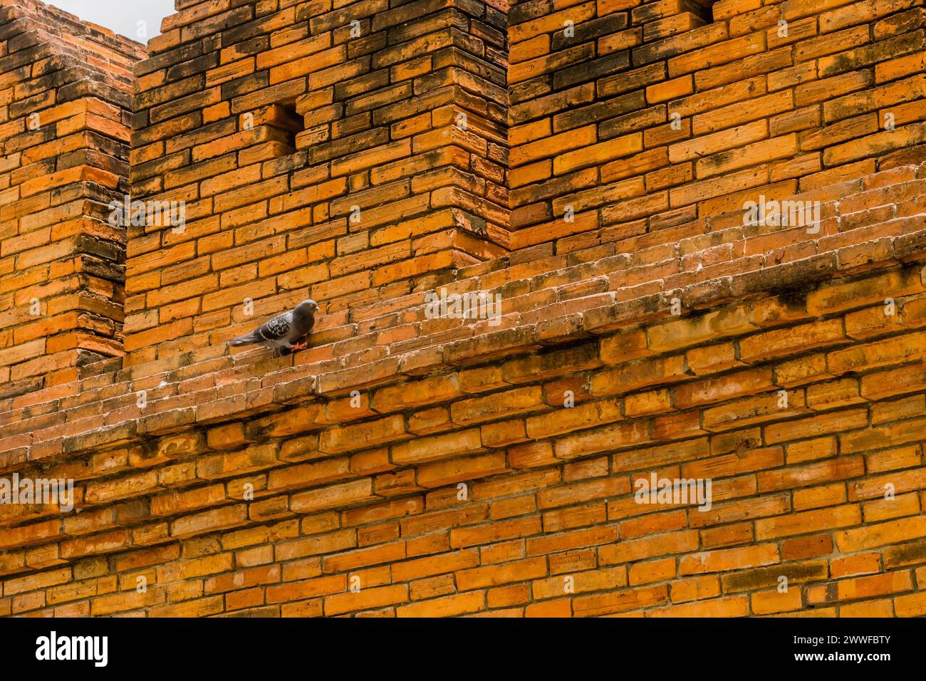 Thai pigeon hi-res stock photography and images - Alamy