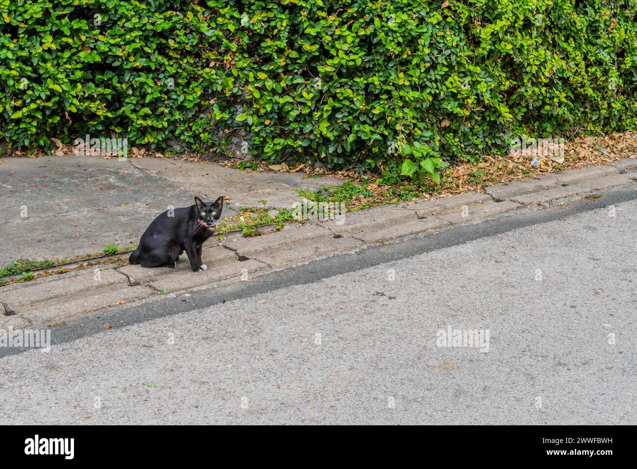 Black cat sitting on the pavement beside a leafy green hedge, in Chiang ...