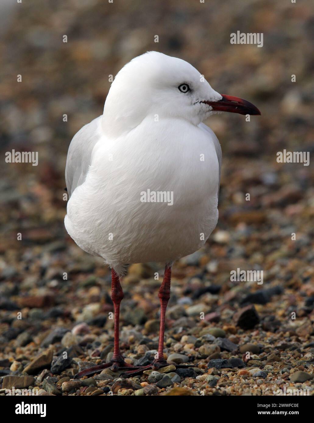 Silver gull standing hi-res stock photography and images - Alamy