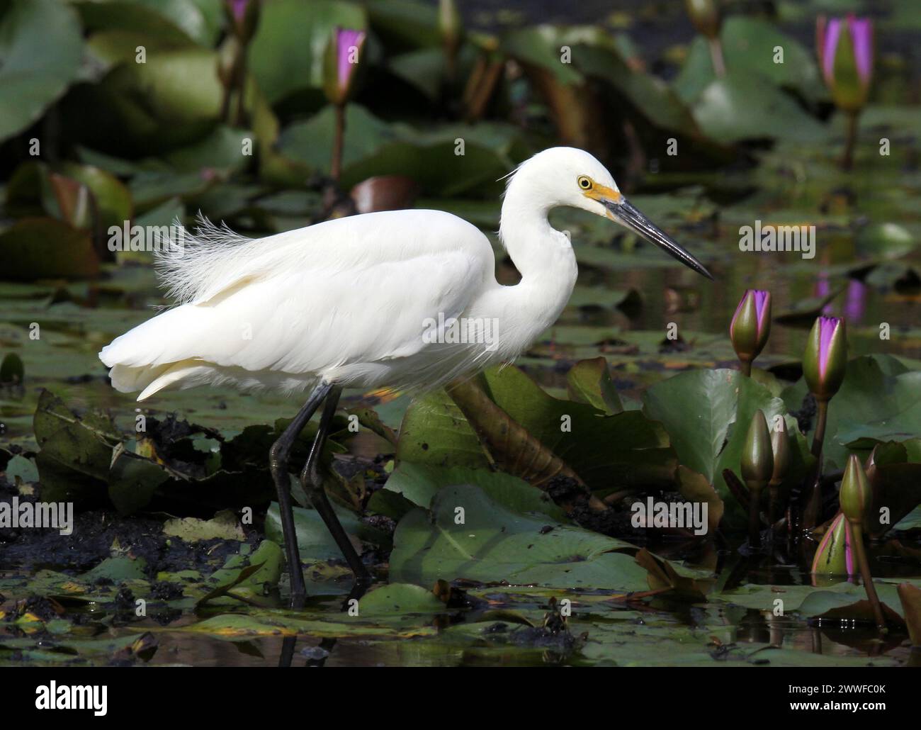 Little egret bird in a pond of water Stock Photo - Alamy