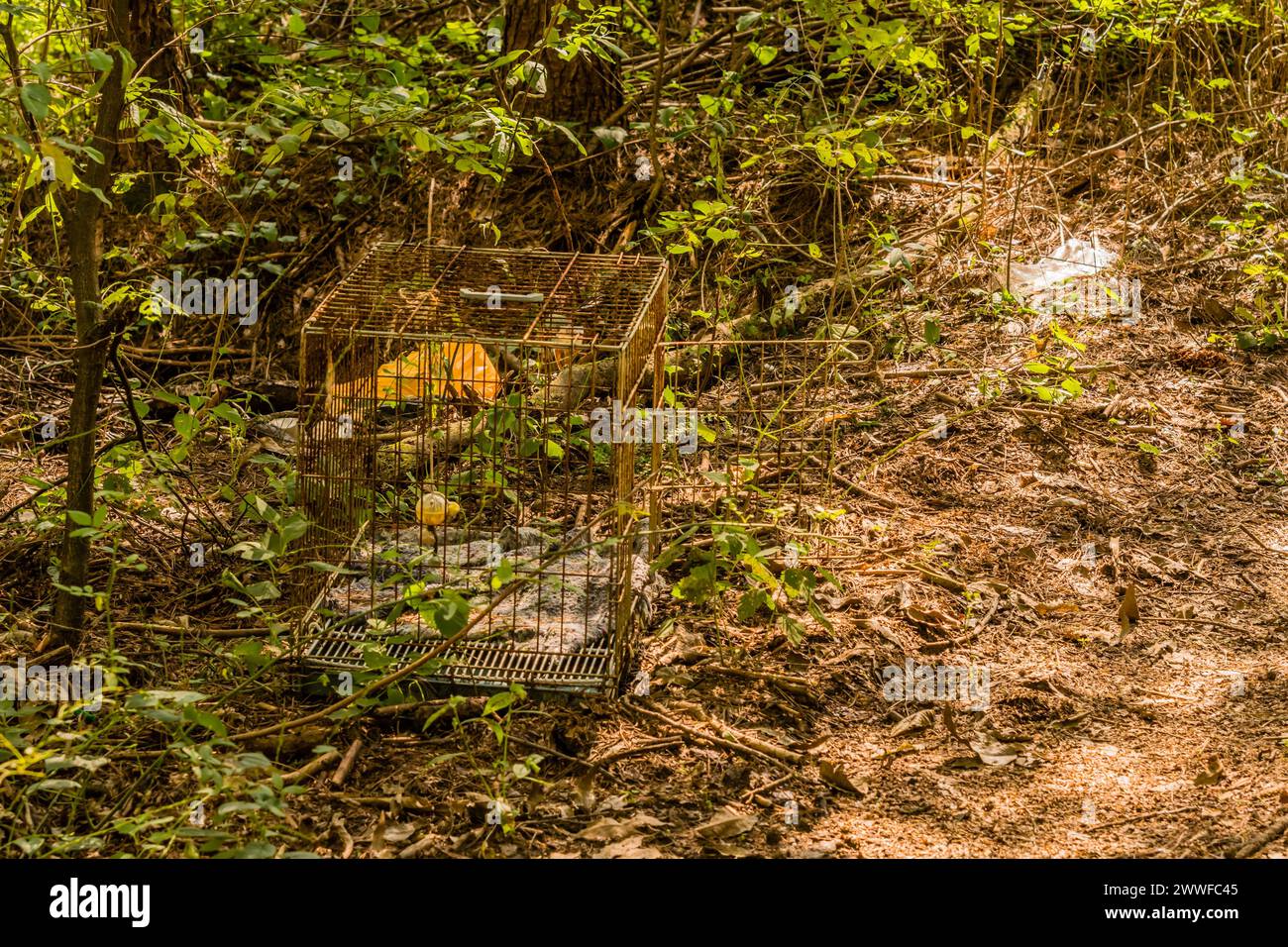 Rusty metal cage hi-res stock photography and images - Alamy