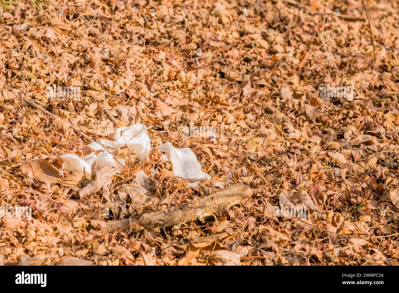 Discarded plastic waste is scattered among dry leaves, highlighting ...