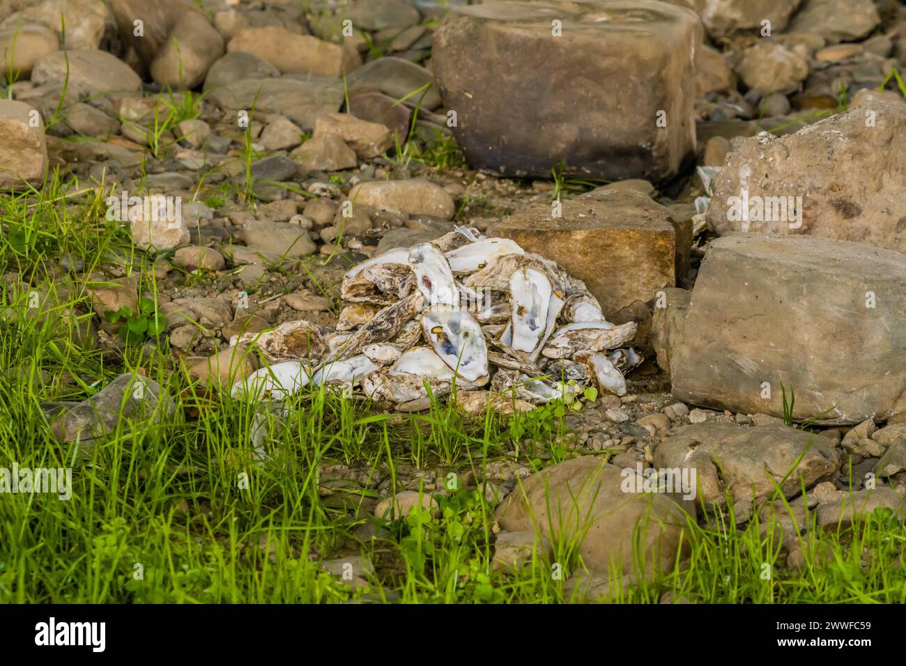 Shellfish waste piled on the ground amid rocks, sign of pollution, in ...