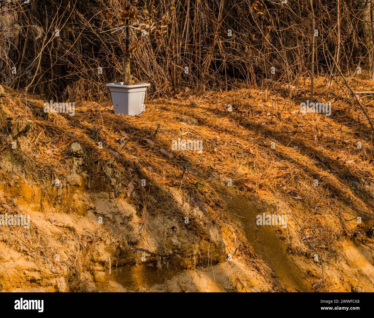 Dead plant pot hi-res stock photography and images - Alamy