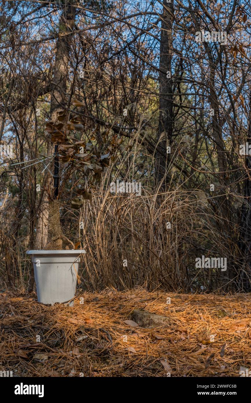A white bucket serves as a trash bin in a forest with a bed of pine ...