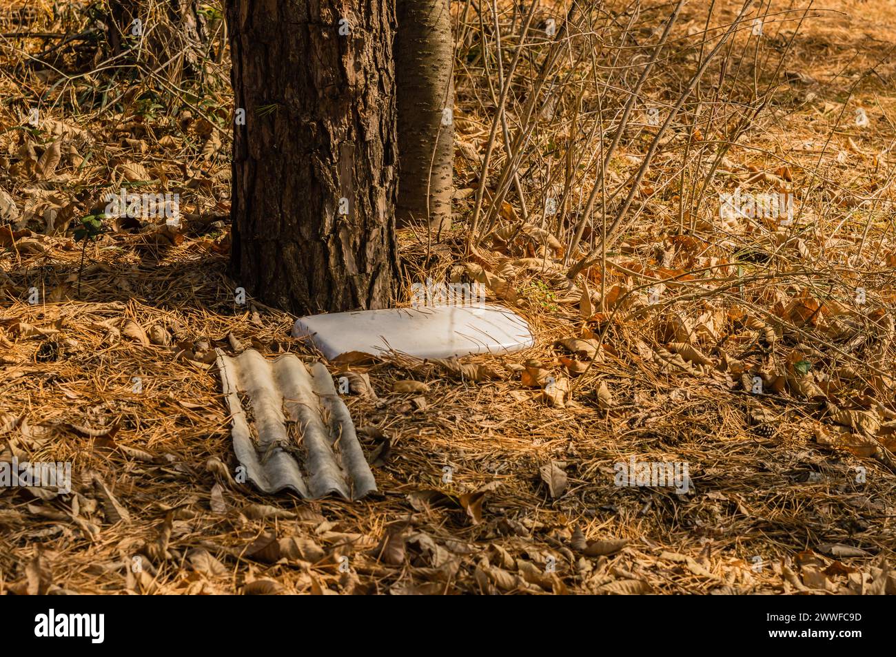 Discarded plastic plate among dry leaves at the base of a tree, in ...