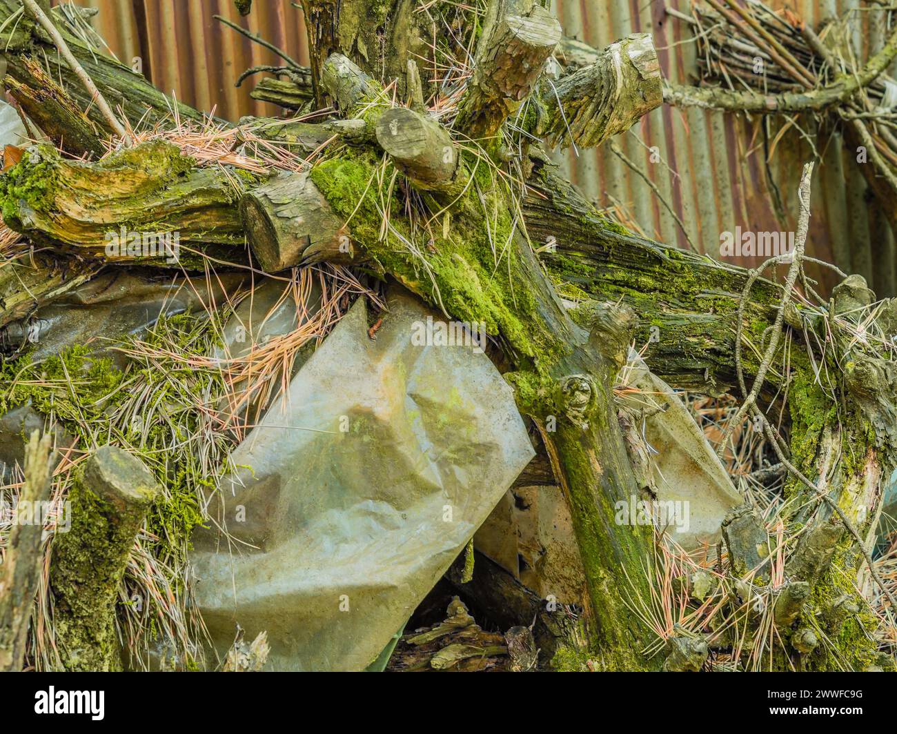 Plastic sheet tangled in mossy and vine-covered tree branches, in South ...