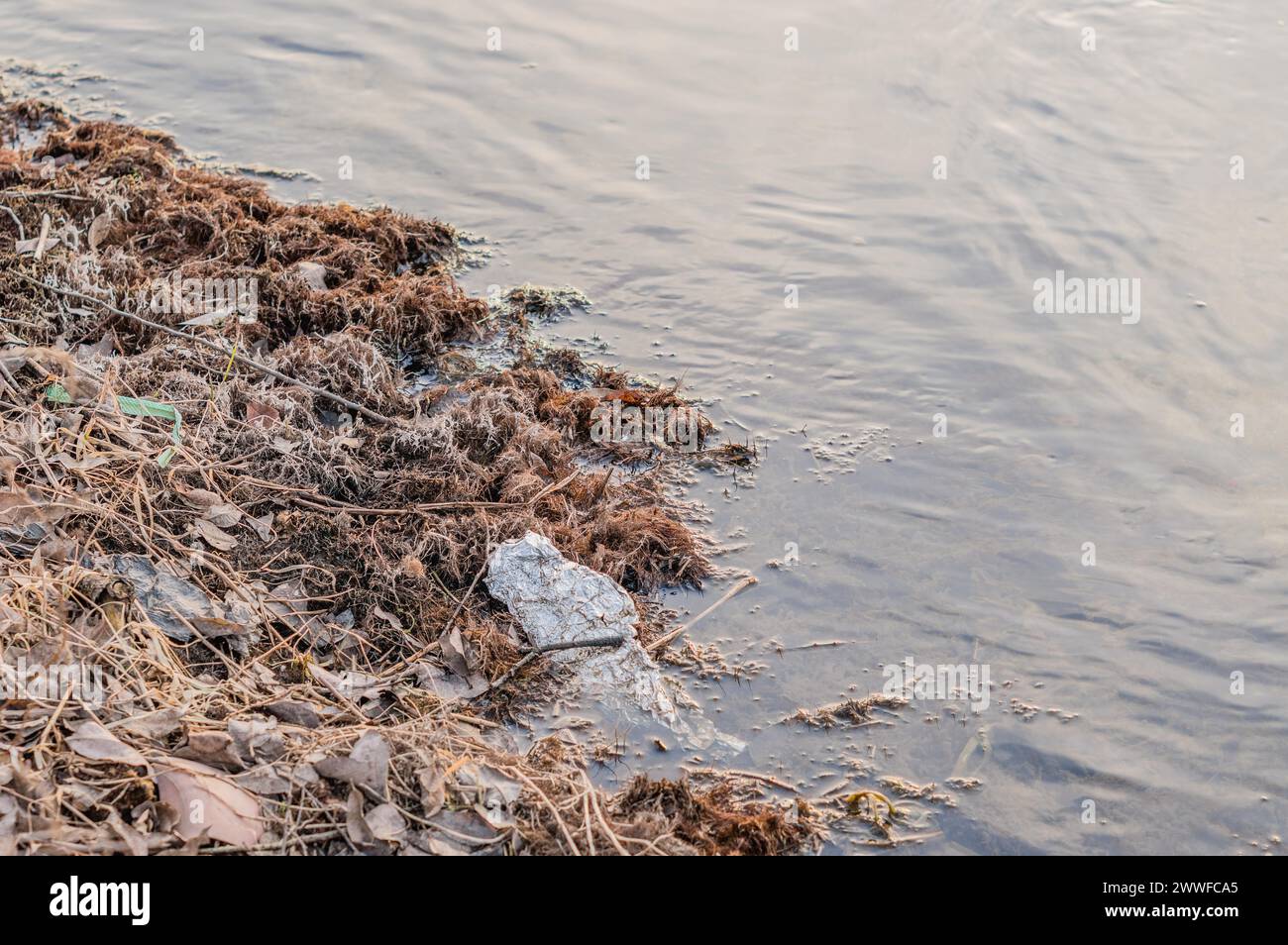 Dead leaves and organic debris along a watery shoreline, indicating ...