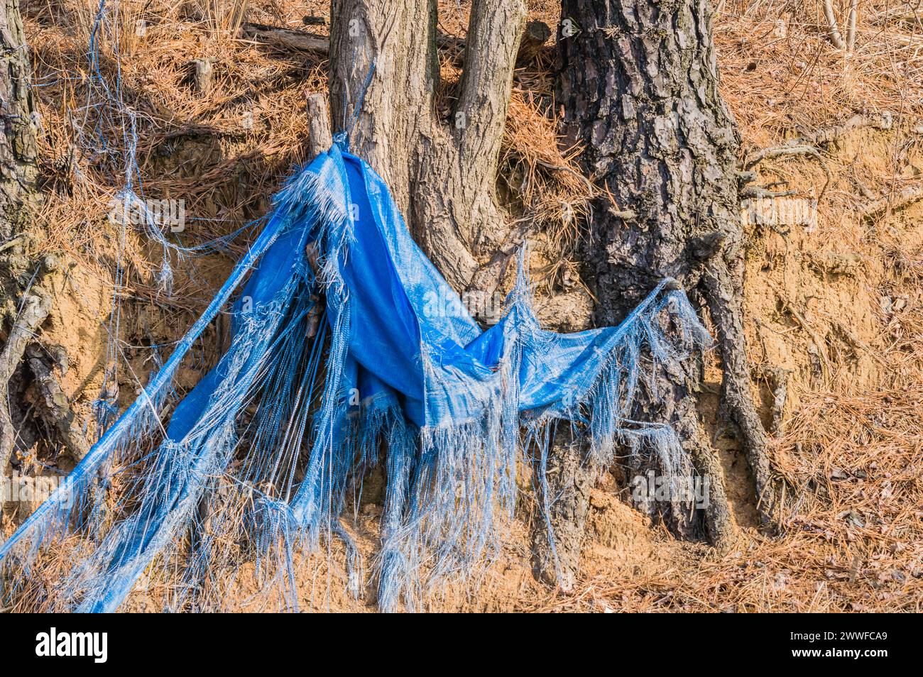 A ripped blue tarp is draped over a tree in a natural setting, in South ...