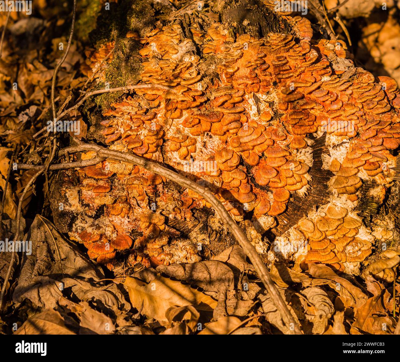 Natural decay hi-res stock photography and images - Alamy