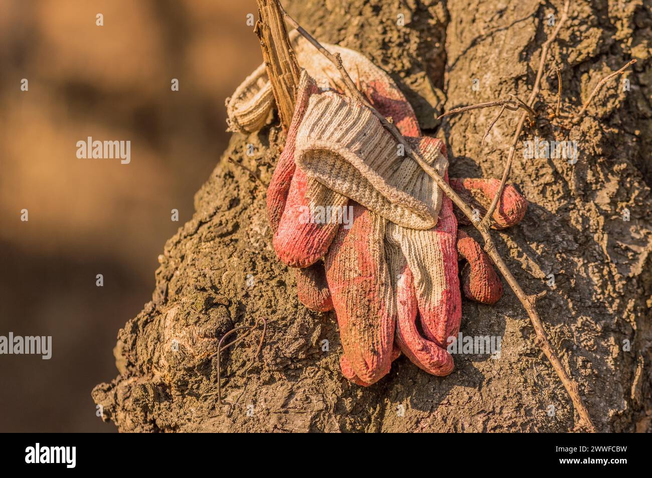Worn tree bark hi-res stock photography and images - Alamy
