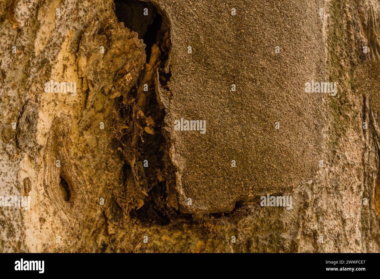 Closeup of the bark of a large old tree where tar that was used to ...