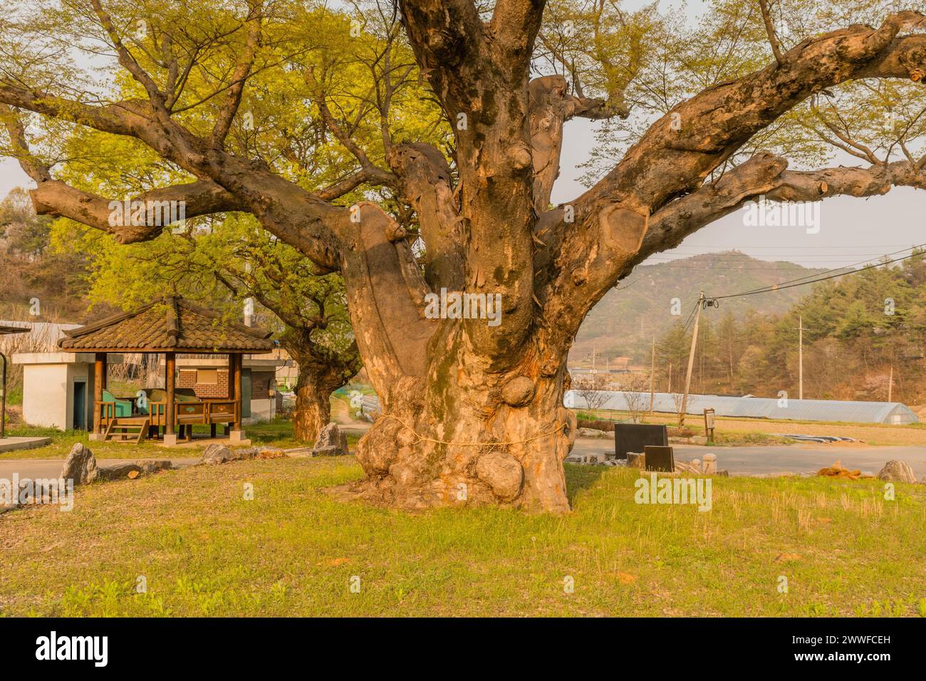Large tree in rural farming community. Tree is 630 years old, 25 meters ...