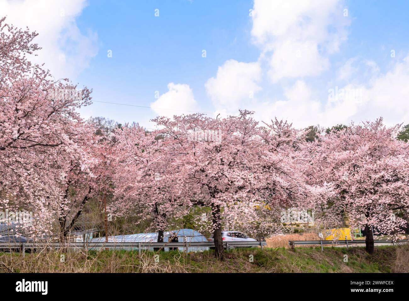 Beautiful cherry blossom trees on side of rural road under blue sky ...