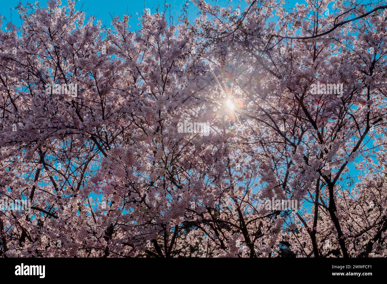 Sky through branches of cherry blossom tree hi-res stock photography ...