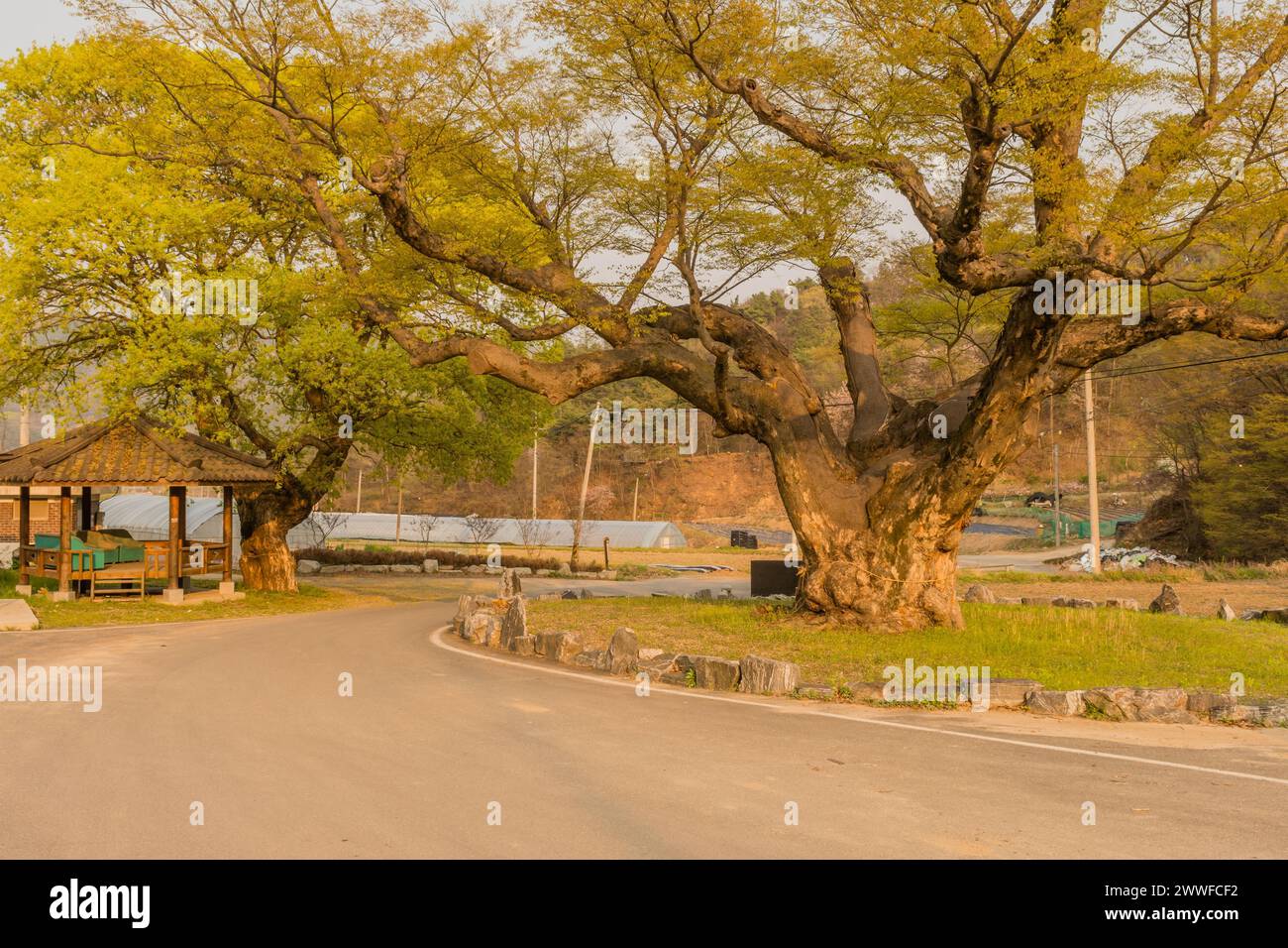 Large tree in rural farming community. Tree is 630 years old, 25 meters ...