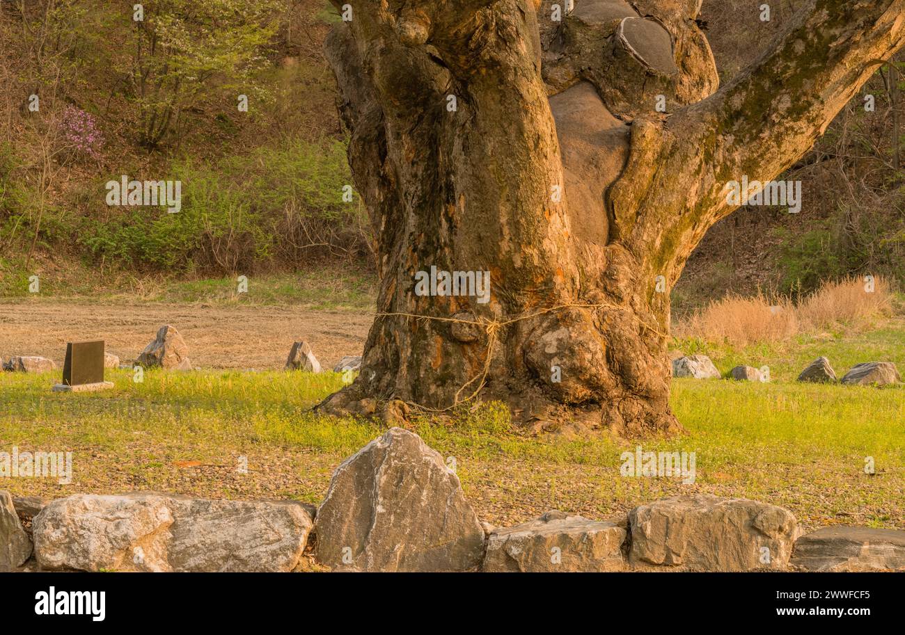 Large tree in rural farming community. Tree is 630 years old, 25 meters ...