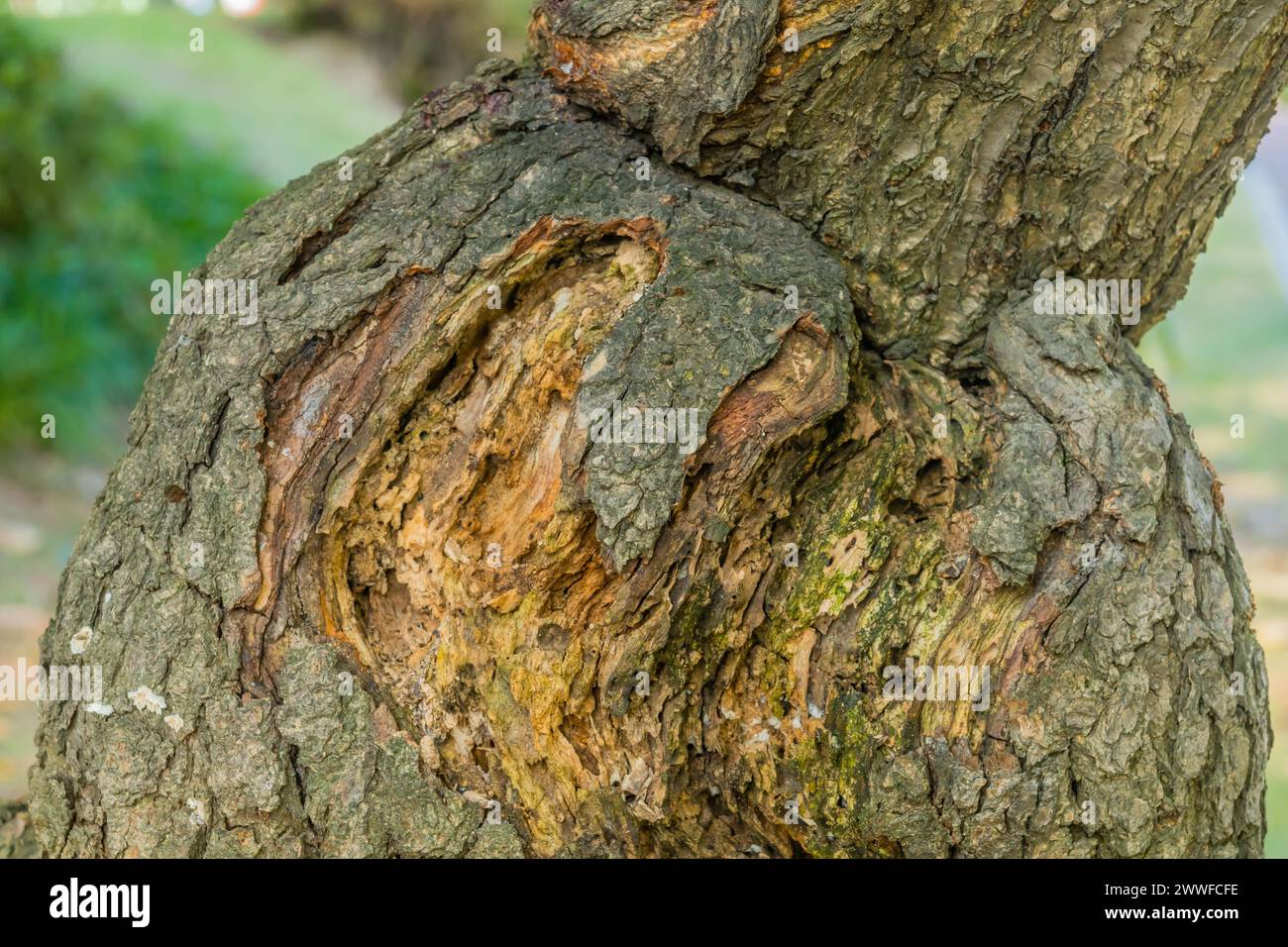 Zoomed in view of a knot on a tree with detailed bark texture, in South ...